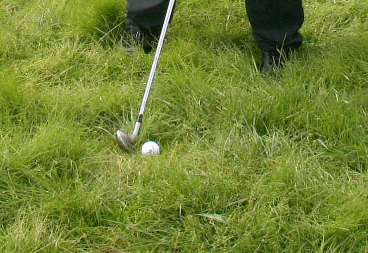 Golf course native roughs - Eco-Management, Inc.