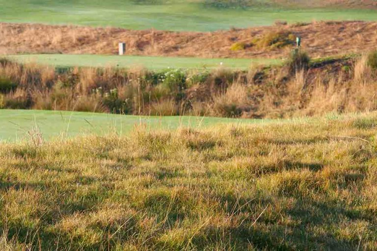 Golf course native roughs - Eco-Management, Inc.